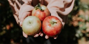 Plants - Shrubs - Trees in Santa Rosa | Urban Tree Farm Nursery