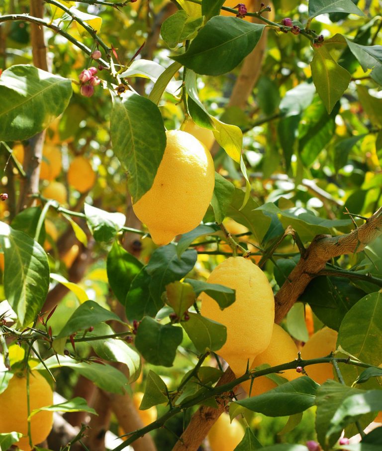 Citrus Tree Questions & Answers | Urban Tree Farm Nursery