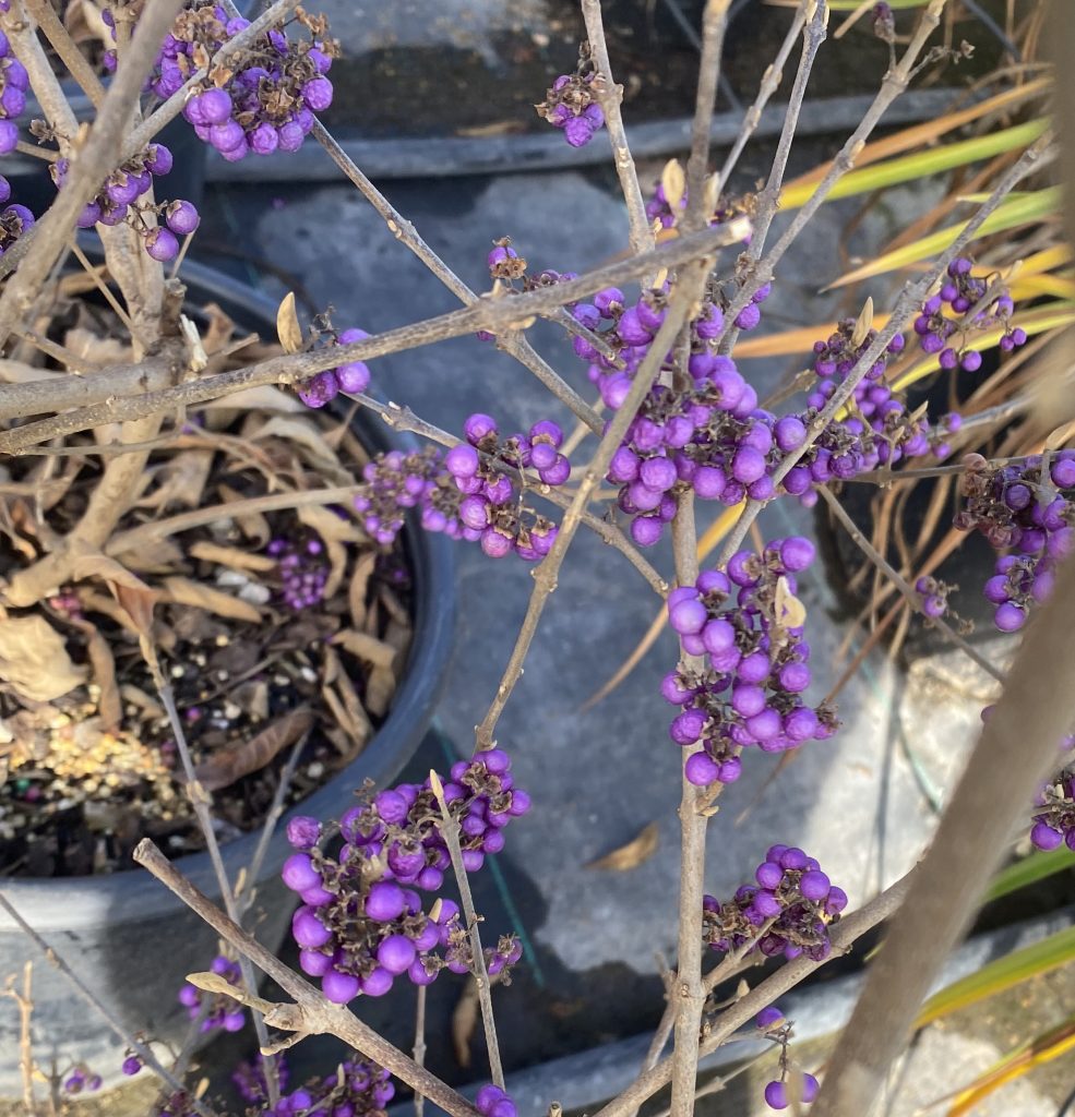 Callicarpa bodinieri 'Profusion' | Urban Tree Farm Nursery