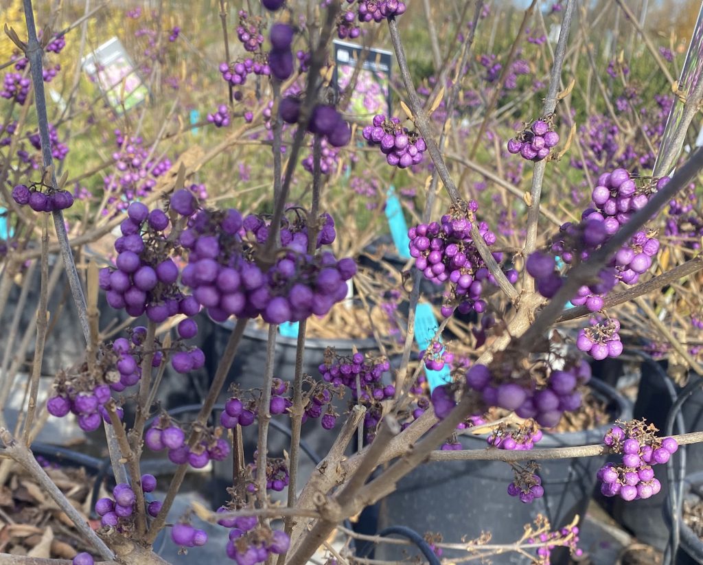 Callicarpa bodinieri 'Profusion' | Urban Tree Farm Nursery