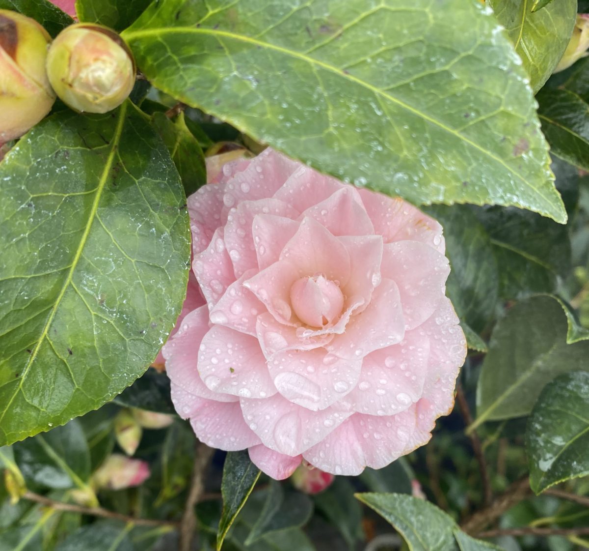 Camellia hybrid 'Buttons'n Bows' | Urban Tree Farm Nursery
