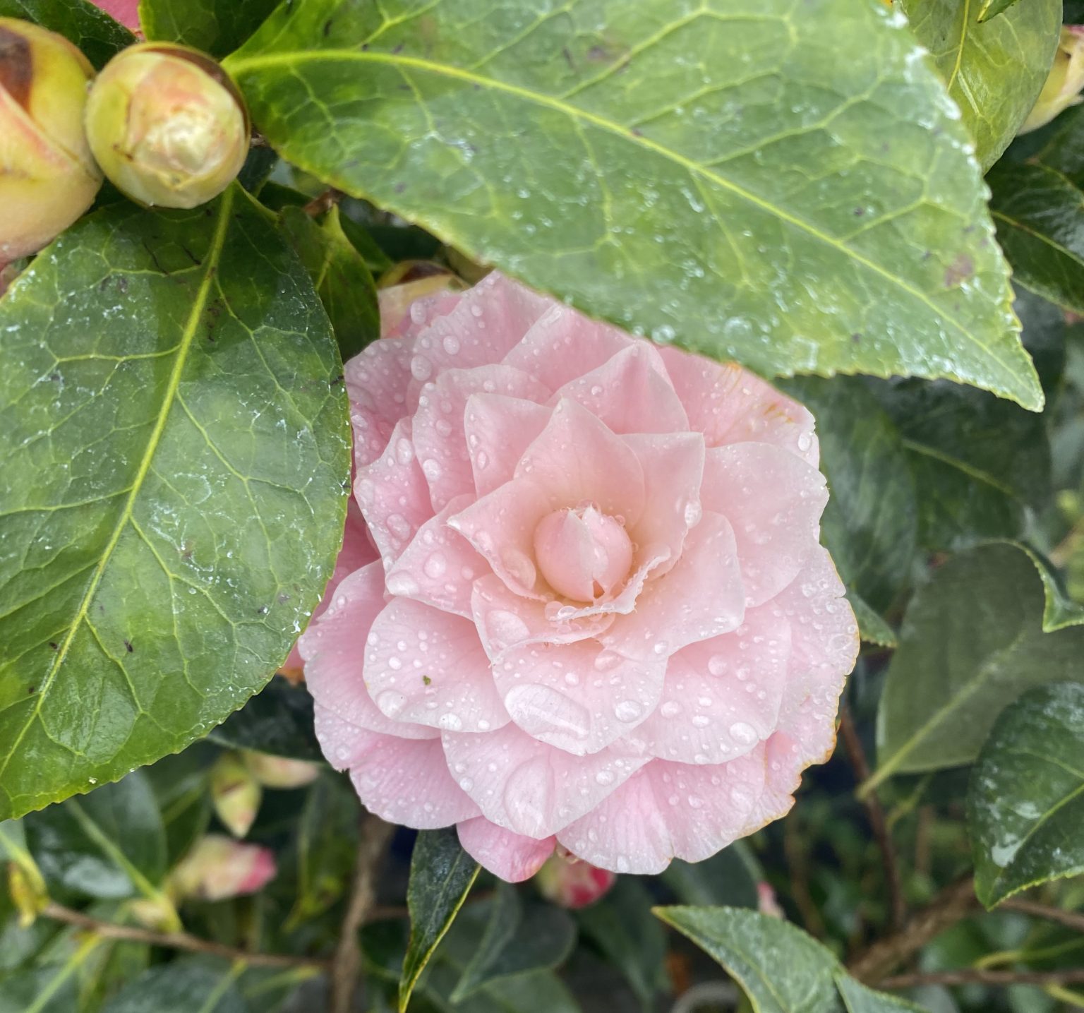 Camellia hybrid 'Buttons'n Bows' | Urban Tree Farm Nursery