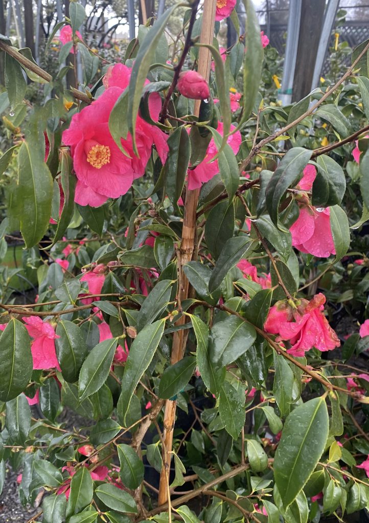 Camellia hybrid 'Crimson Candles' | Urban Tree Farm Nursery