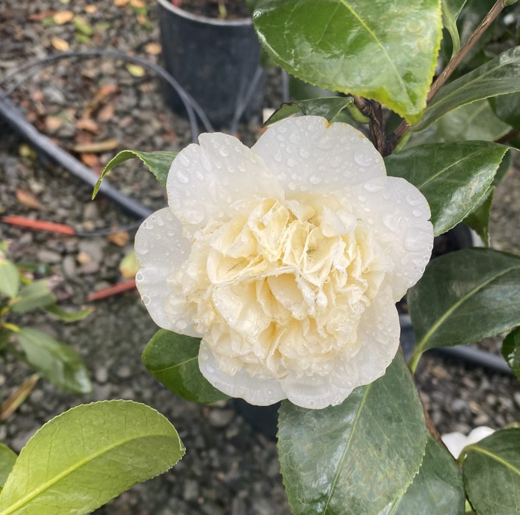 Camellia hybrid 'Jury's Yellow' | Urban Tree Farm Nursery