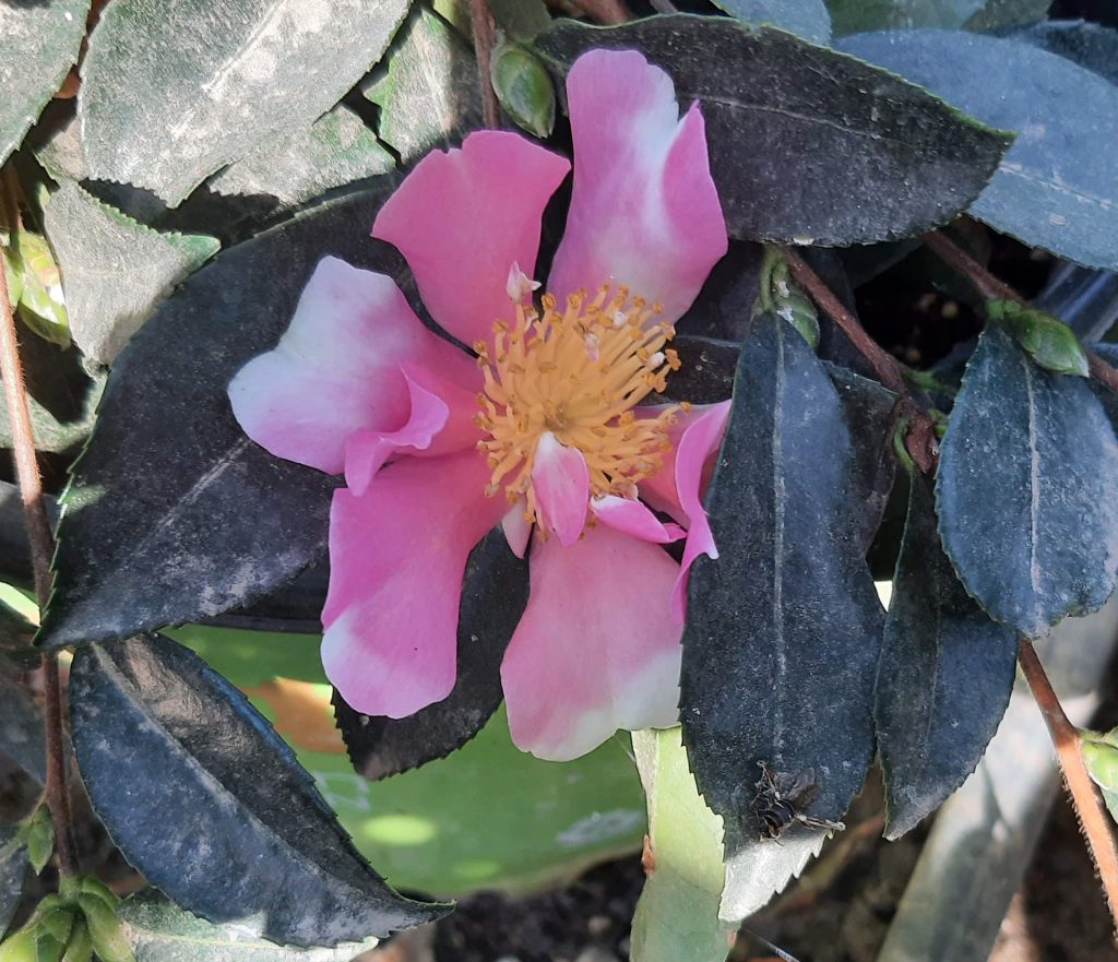 Camellia sasanqua 'October Magic Pink Perplexion' | Urban Tree Farm Nursery