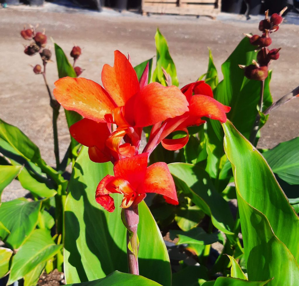 Canna 'Jungle Flame' | Urban Tree Farm Nursery