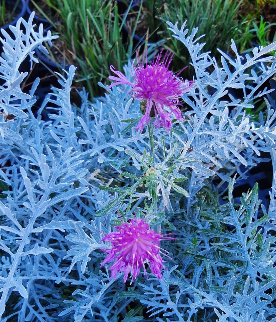 Centaurea gymnocarpa | Urban Tree Farm Nursery