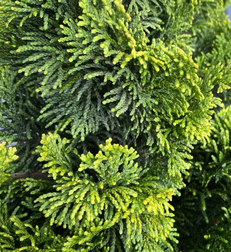 Chamaecyparis obtusa 'Nana Lutea' | Urban Tree Farm Nursery