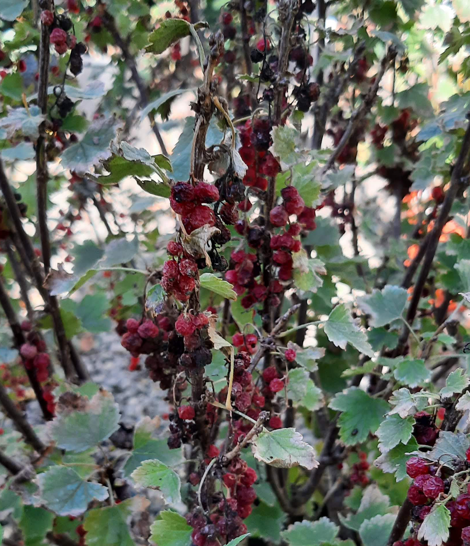Fruit Currant Red Lake | Urban Tree Farm Nursery