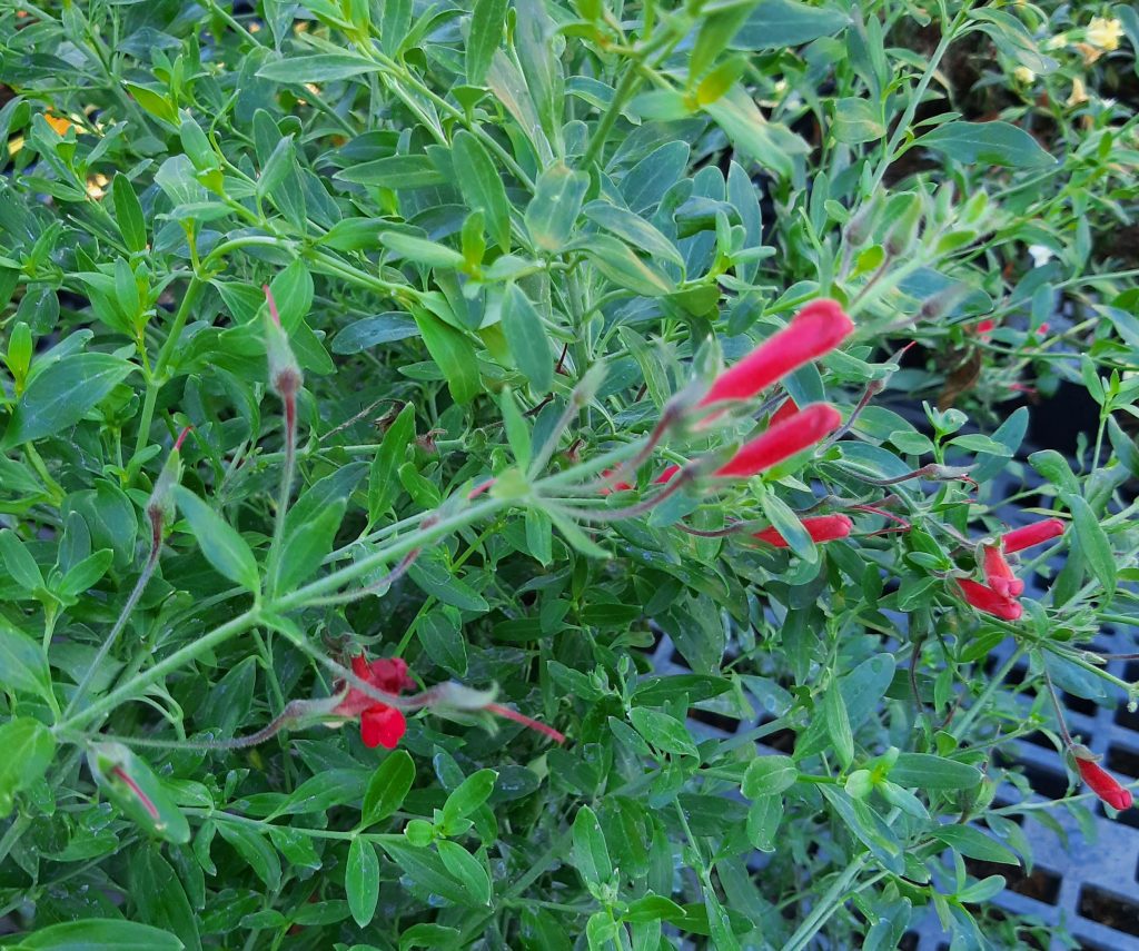 Galvezia speciosa 'Firecracker' | Urban Tree Farm Nursery