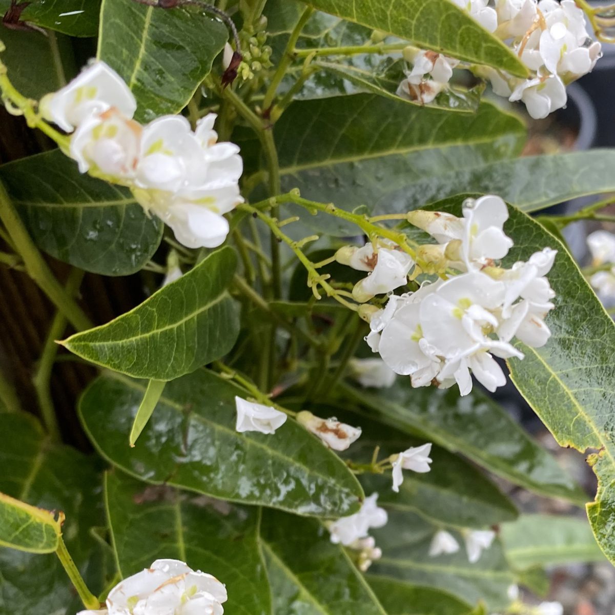 Hardenbergia violacea 'Happy Wanderer' | Urban Tree Farm Nursery