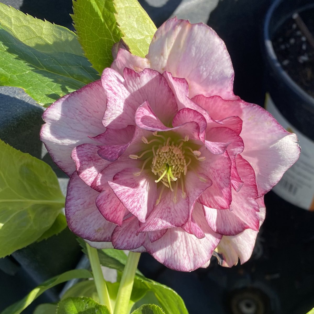 Helleborus hybridus 'Double Ellen Pink' | Urban Tree Farm Nursery