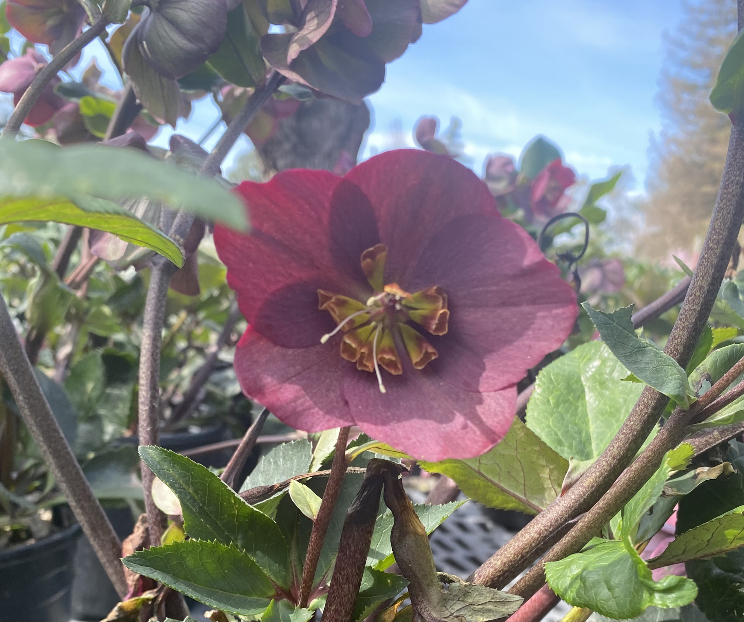Helleborus x 'Ice-n-Roses Bennotta' | Urban Tree Farm Nursery