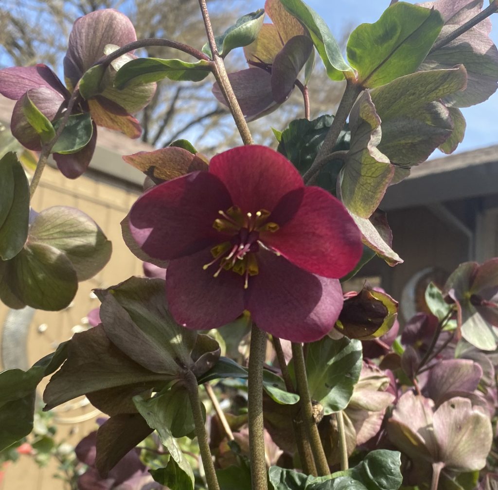 Helleborus x 'Ice-n-Roses Red' | Urban Tree Farm Nursery
