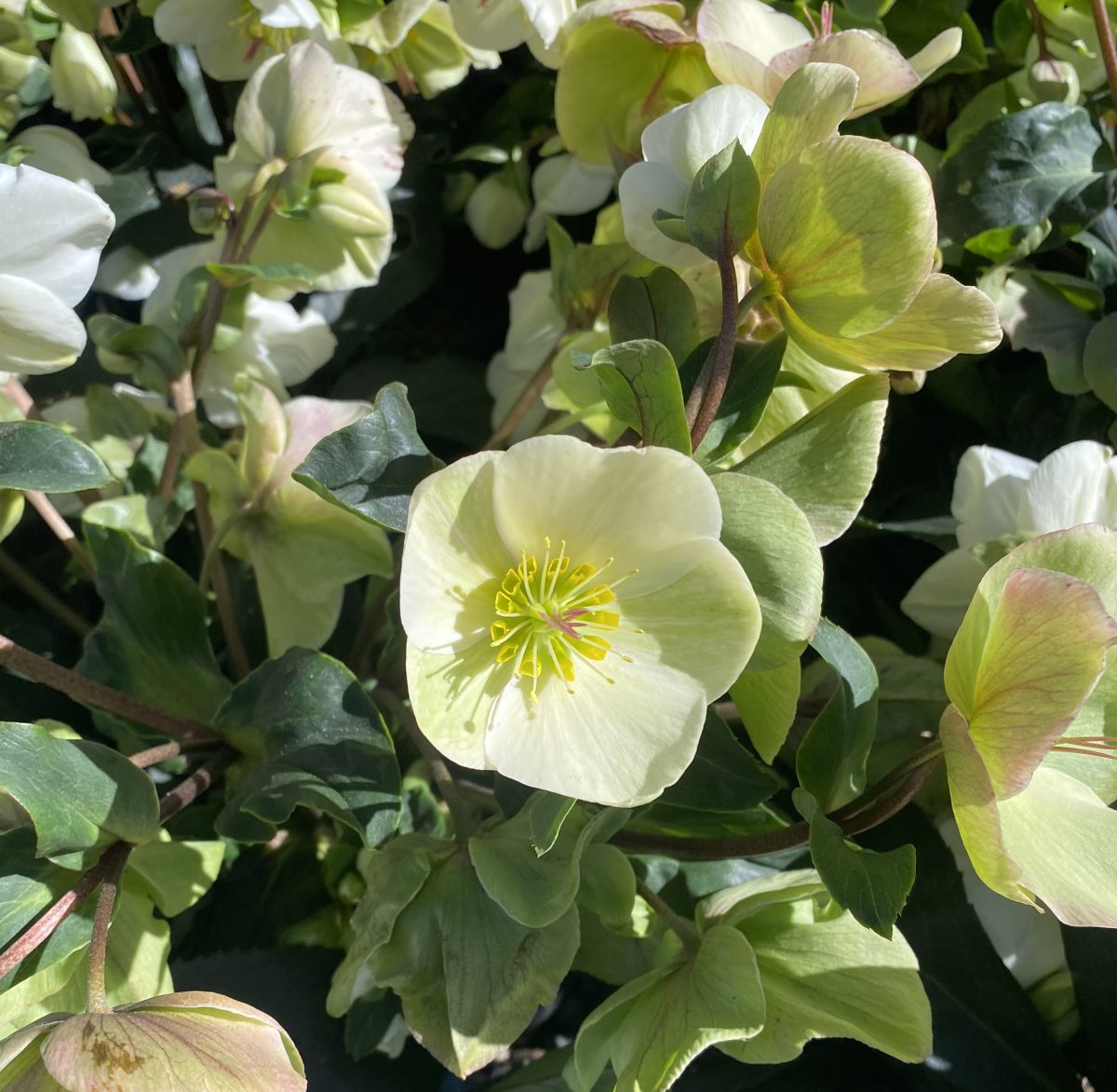 Helleborus x 'Ice-n-Roses White' | Urban Tree Farm Nursery