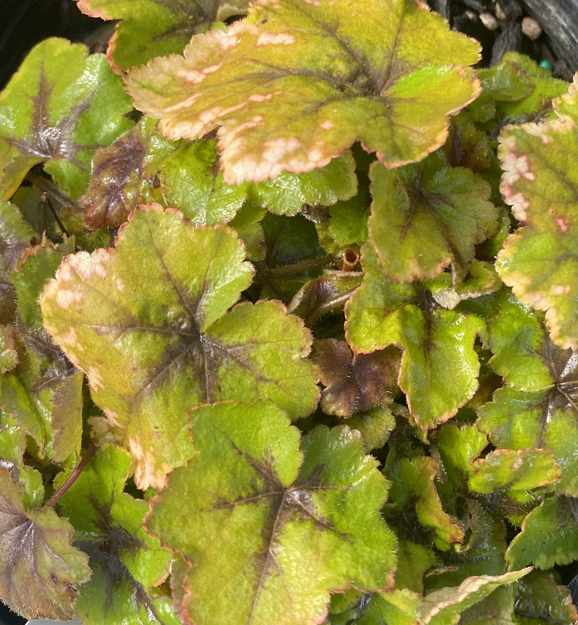 Heucherella x 'Citrus Shock' | Urban Tree Farm Nursery
