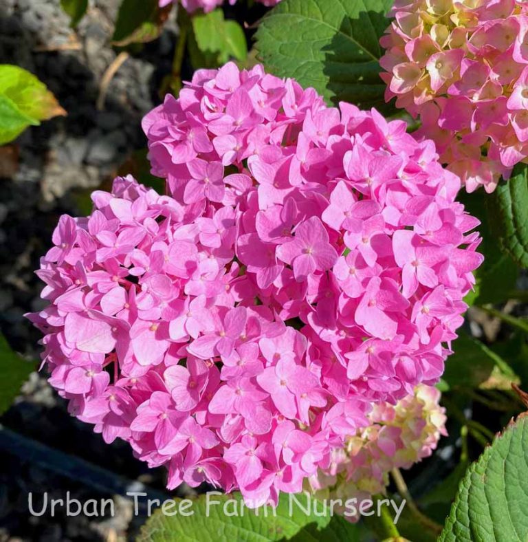 Hydrangea macrophylla 'Nikko Blue' | Urban Tree Farm Nursery