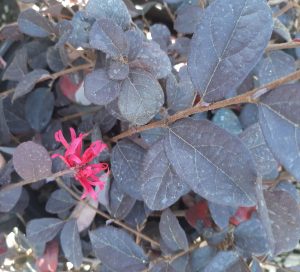 Loropetalum chinense 'Red Diamond' | Urban Tree Farm Nursery