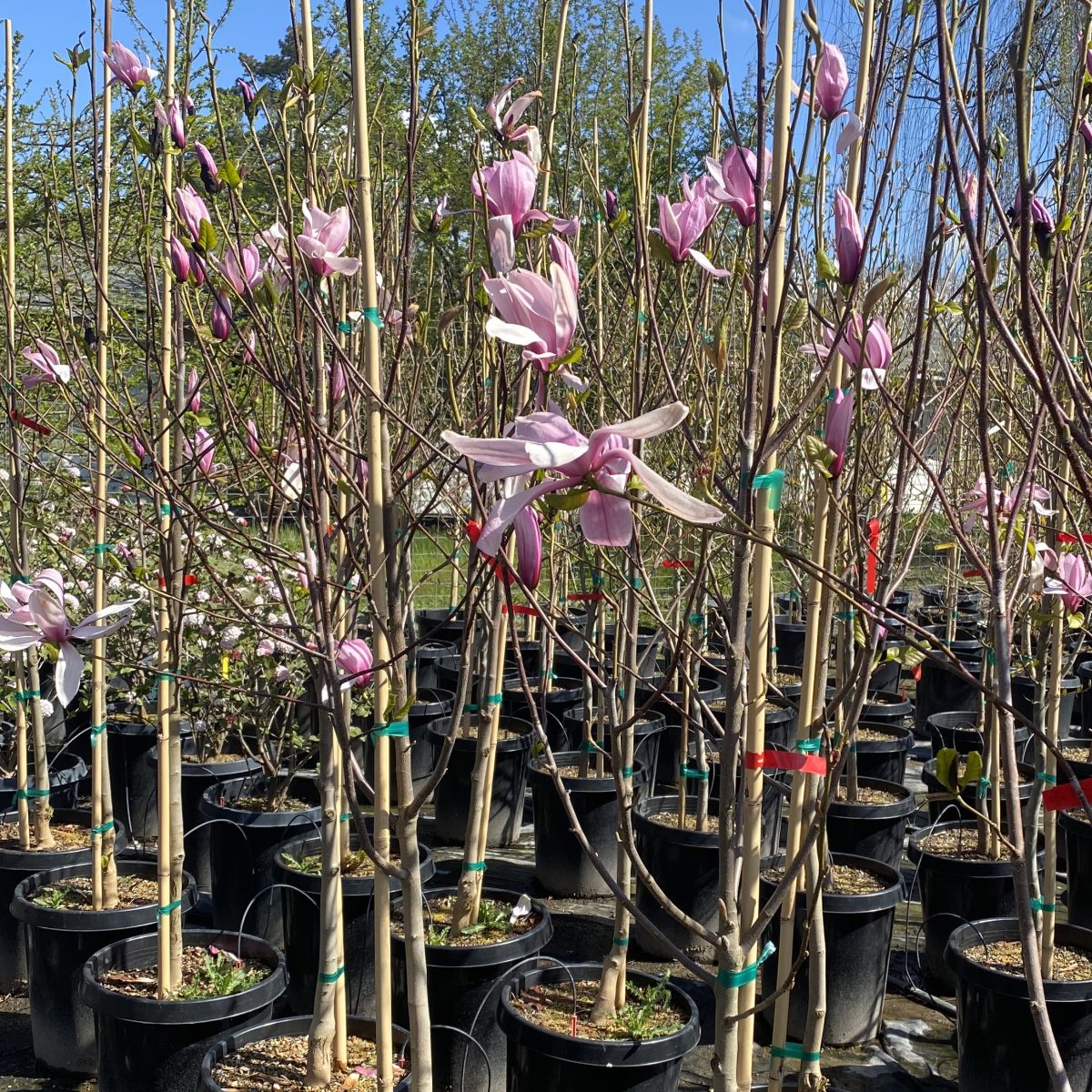 Magnolia x 'Genie' | Urban Tree Farm Nursery