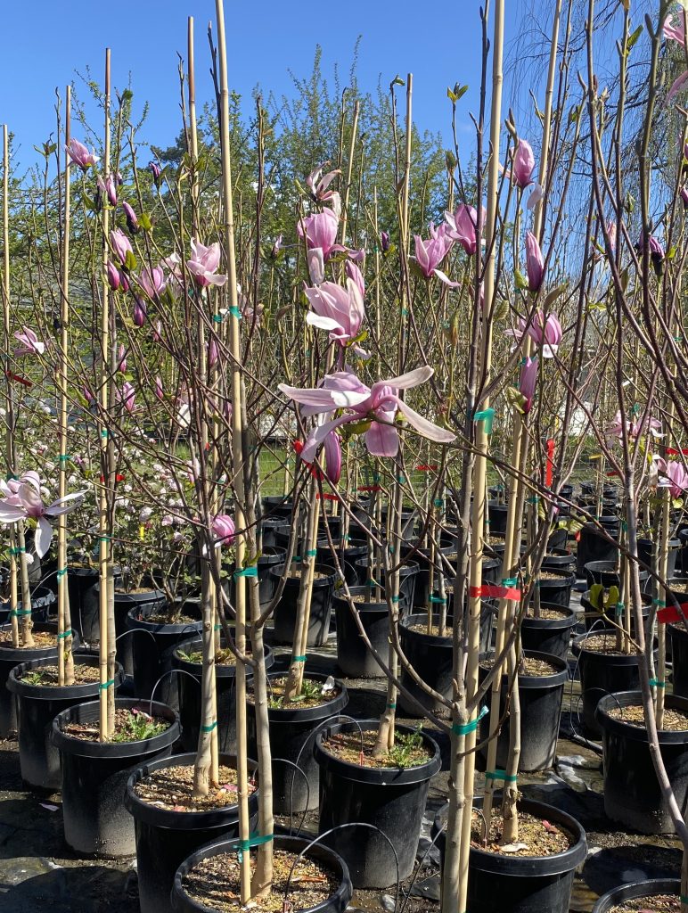 Magnolia x 'Galaxy' | Urban Tree Farm Nursery