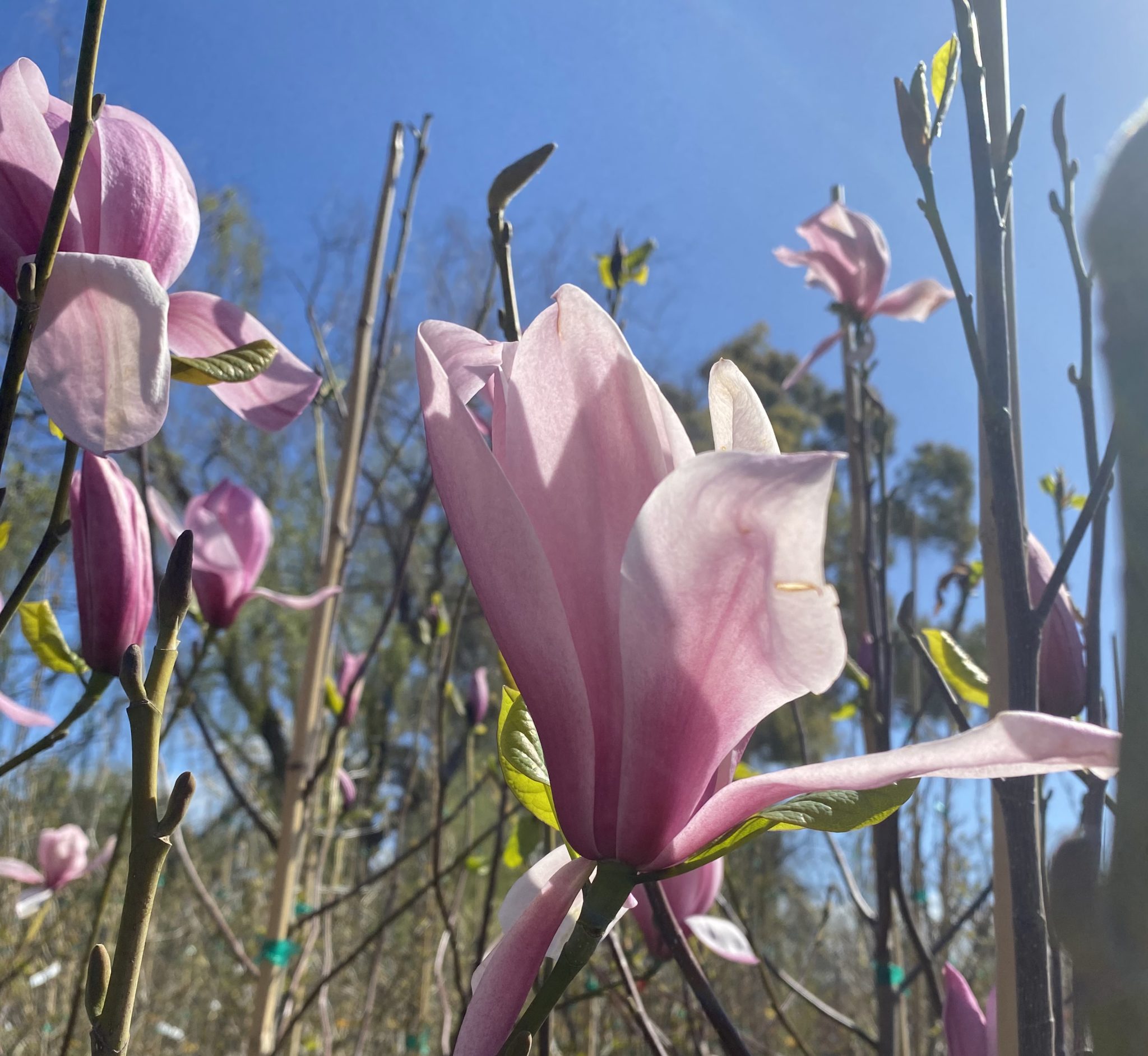 Magnolia x 'Galaxy' | Urban Tree Farm Nursery