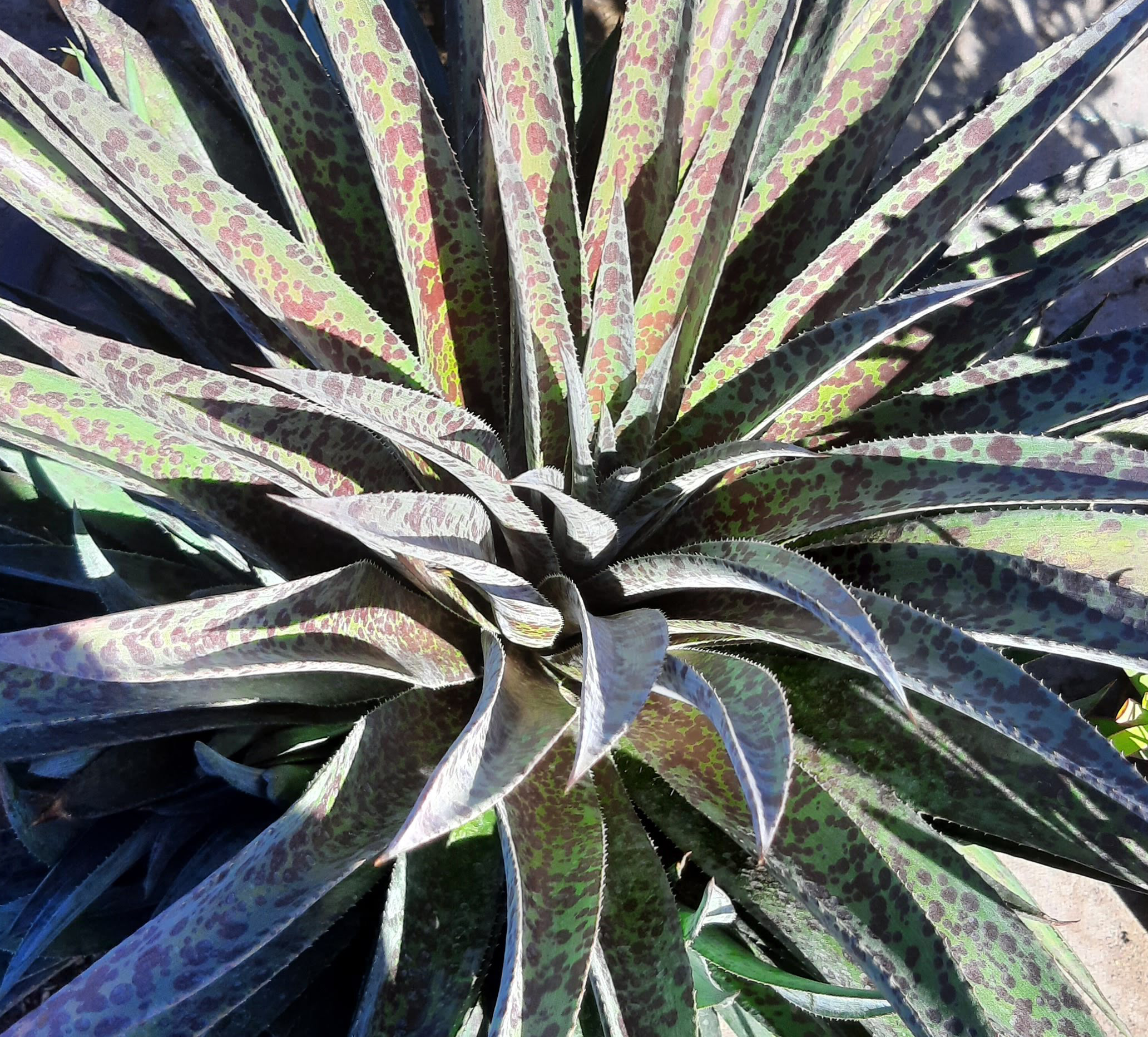 Mangave 'Pineapple Express' | Urban Tree Farm Nursery