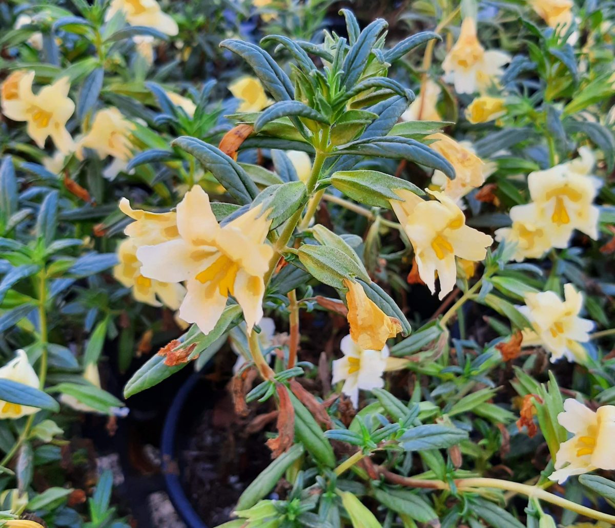 Mimulus 'Jelly Bean Limoncello' | Urban Tree Farm Nursery