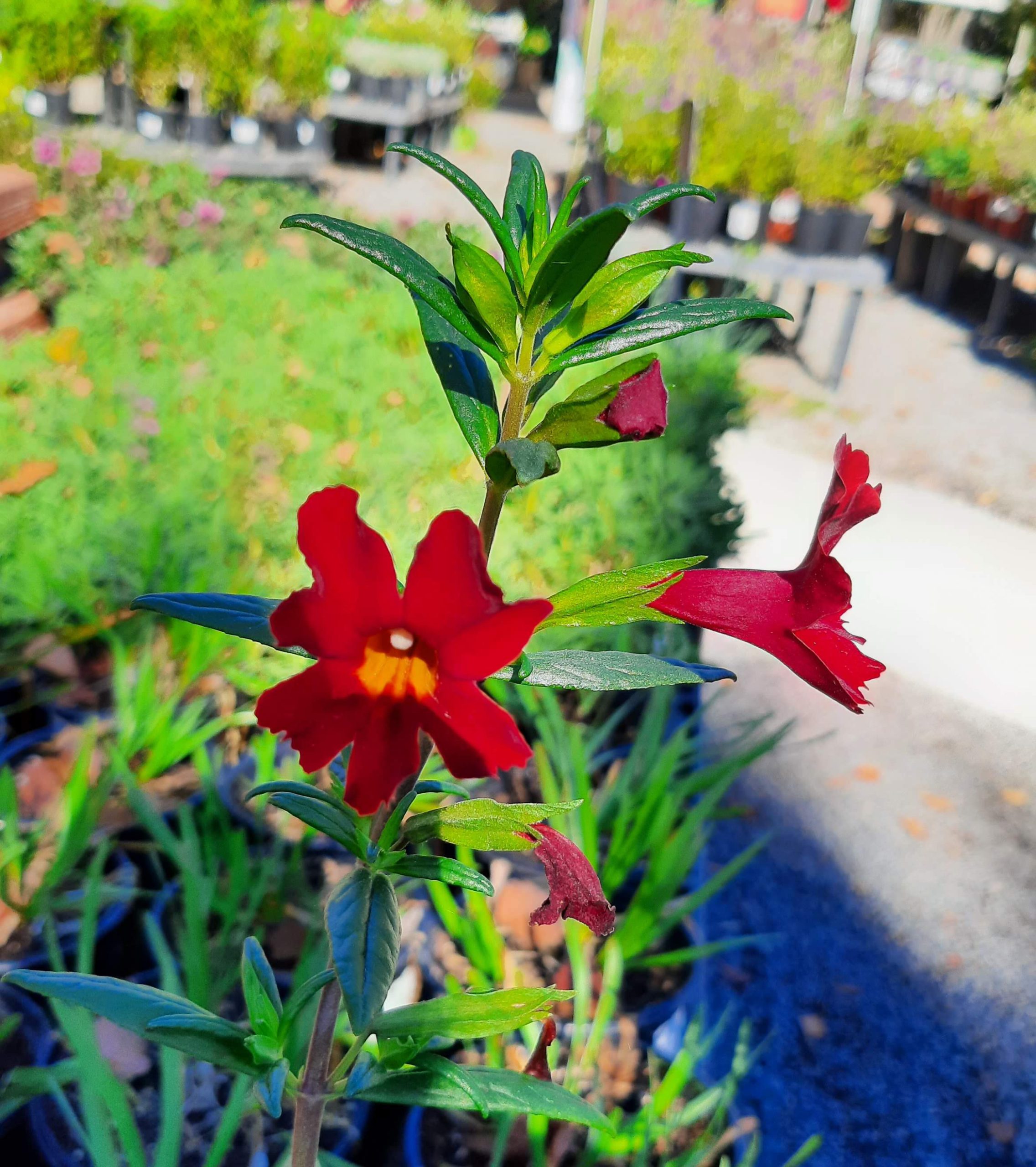 Mimulus 'Jelly Bean Scarlet' | Urban Tree Farm Nursery