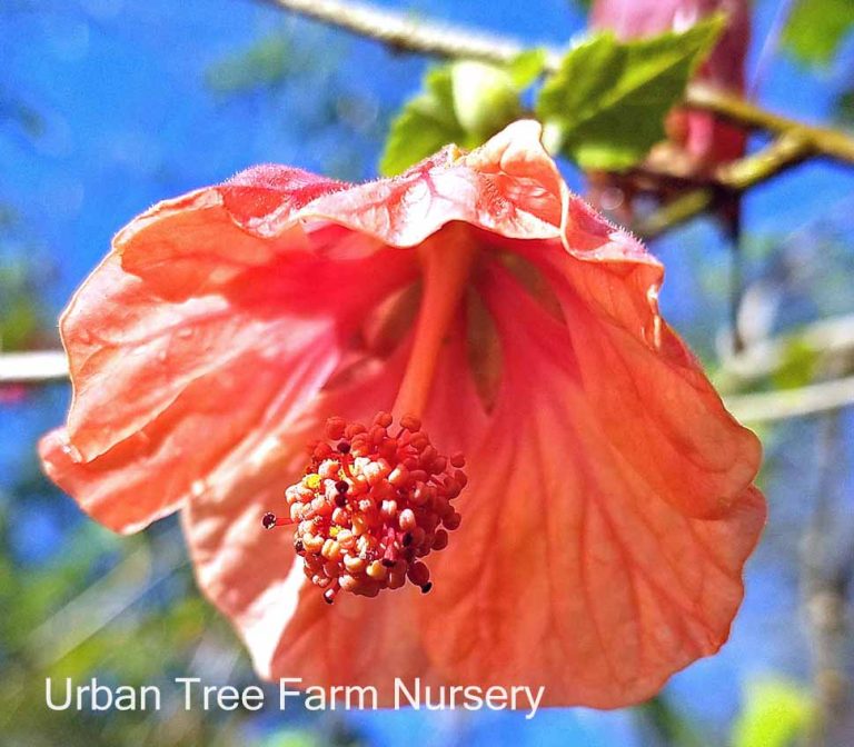 Abutilon hybridum 'Blushing BelleTM' | Urban Tree Farm Nursery