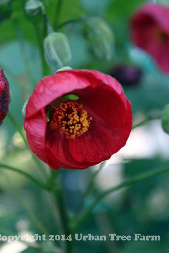 Abutilon hybridum 'Cardinal' | Urban Tree Farm Nursery