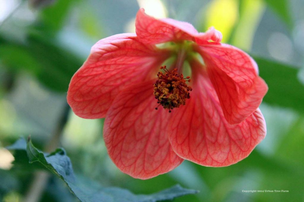 Abutilon hybridum 'Caroline' | Urban Tree Farm Nursery