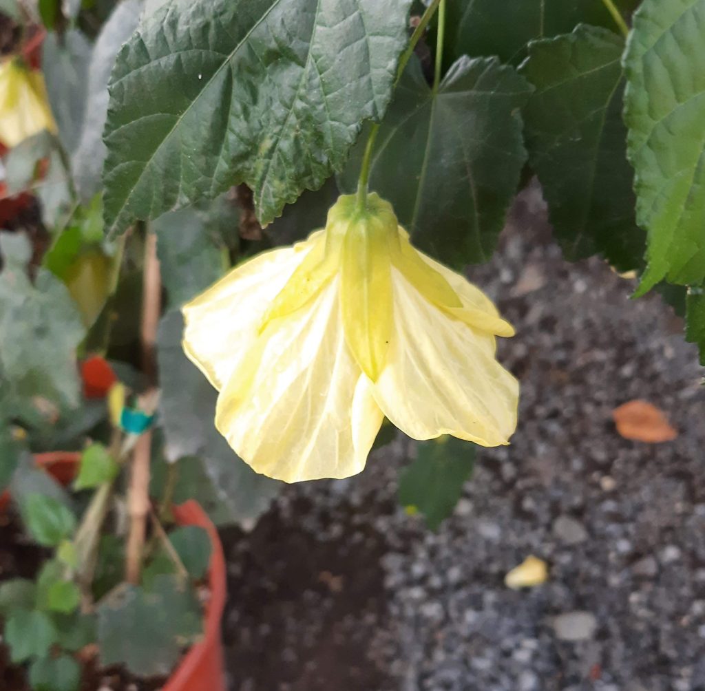 Abutilon hybridum 'Chiffon' | Urban Tree Farm Nursery