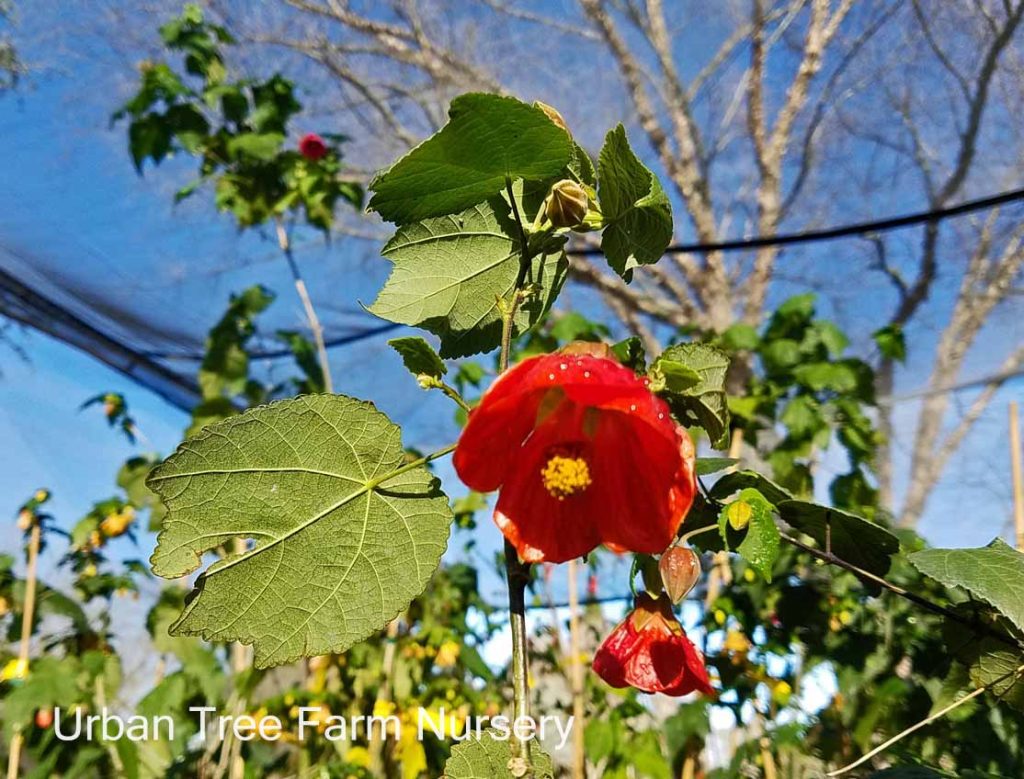 Abutilon hybridum 'Cristina' | Urban Tree Farm Nursery