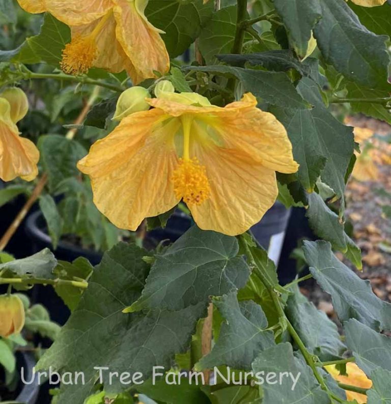 Abutilon hybridum 'Golden Ruffles TM' | Urban Tree Farm Nursery