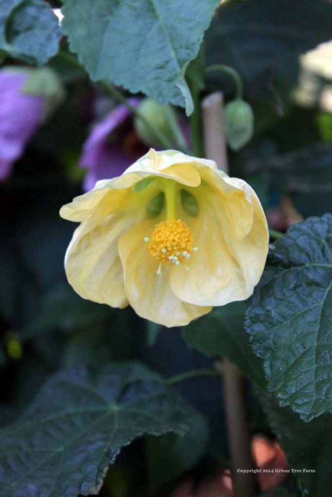 Abutilon hybridum 'Moonchimes' | Urban Tree Farm Nursery