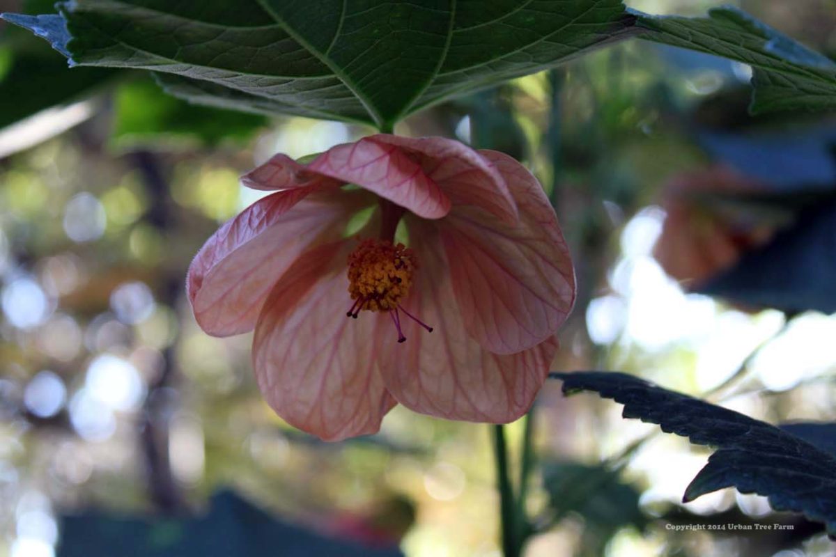 Abutilon hybridum 'Peach' | Urban Tree Farm Nursery