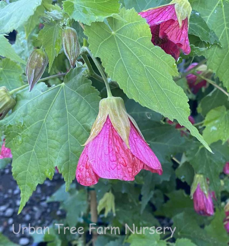 Abutilon hybridum 'Scarlet Fire' | Urban Tree Farm Nursery