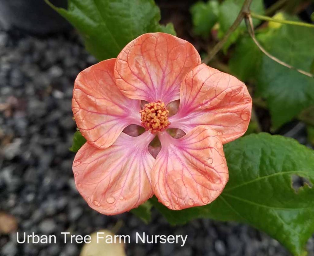 Abutilon hybridum 'Soft Sunrise TM' | Urban Tree Farm Nursery