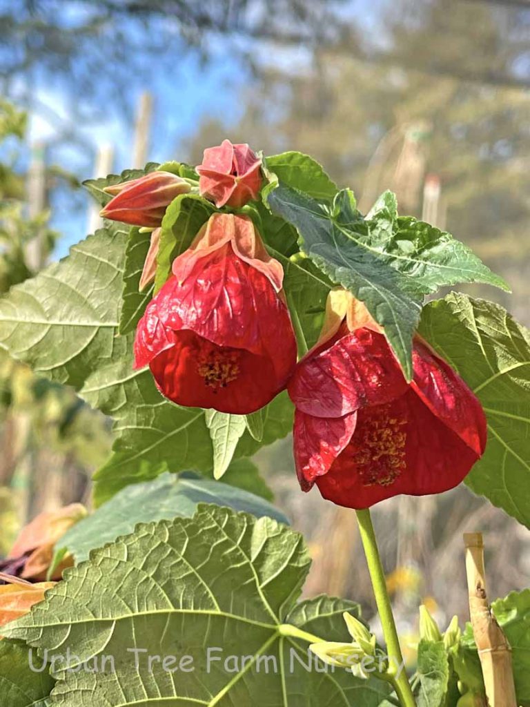 Abutilon hybridum 'Strybing Red' | Urban Tree Farm Nursery