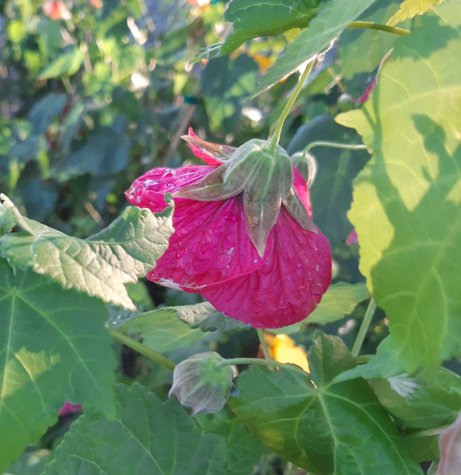 Abutilon hybridum 'Wild Rose Strain' | Urban Tree Farm Nursery