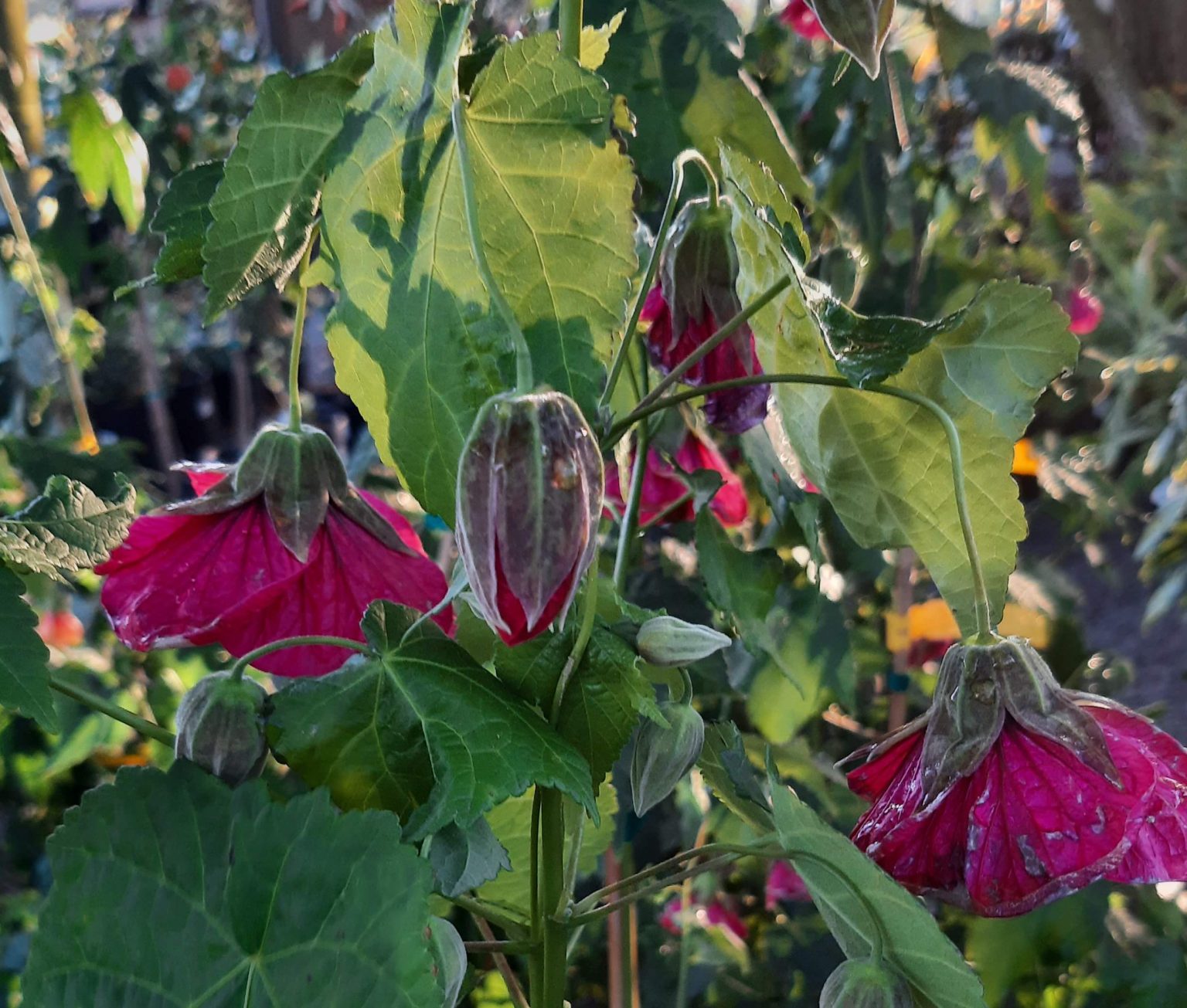 Abutilon hybridum 'Wild Rose Strain' | Urban Tree Farm Nursery