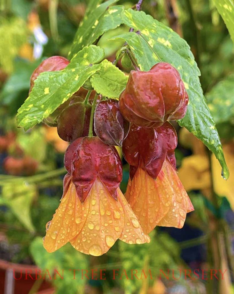 Abutilon megapotamicum 'Paisley' | Urban Tree Farm Nursery