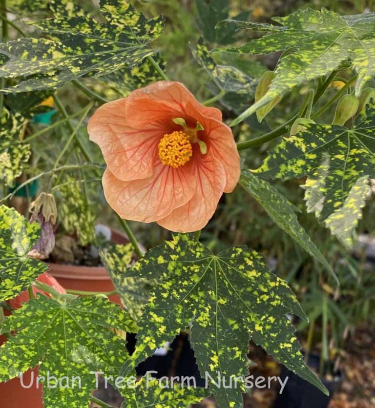 Abutilon pictum 'Thompsonii' | Urban Tree Farm Nursery