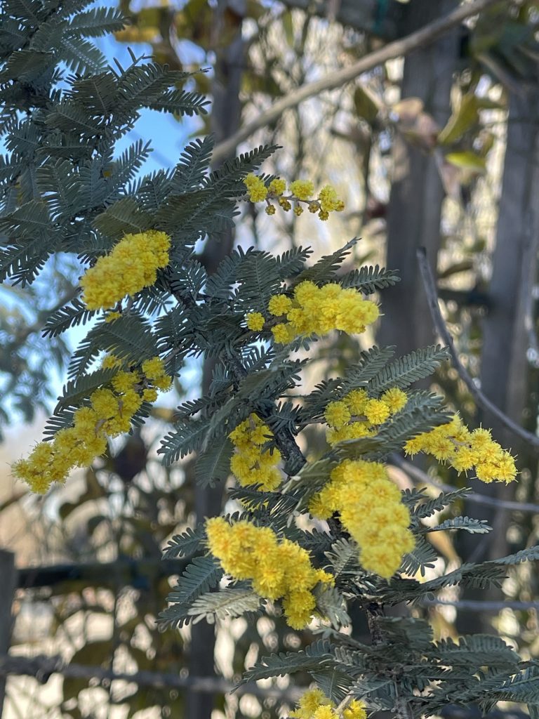 Acacia baileyana 'Purpurea' STD | Urban Tree Farm Nursery