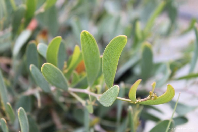 Acacia redolens 'Prostrata' | Urban Tree Farm Nursery