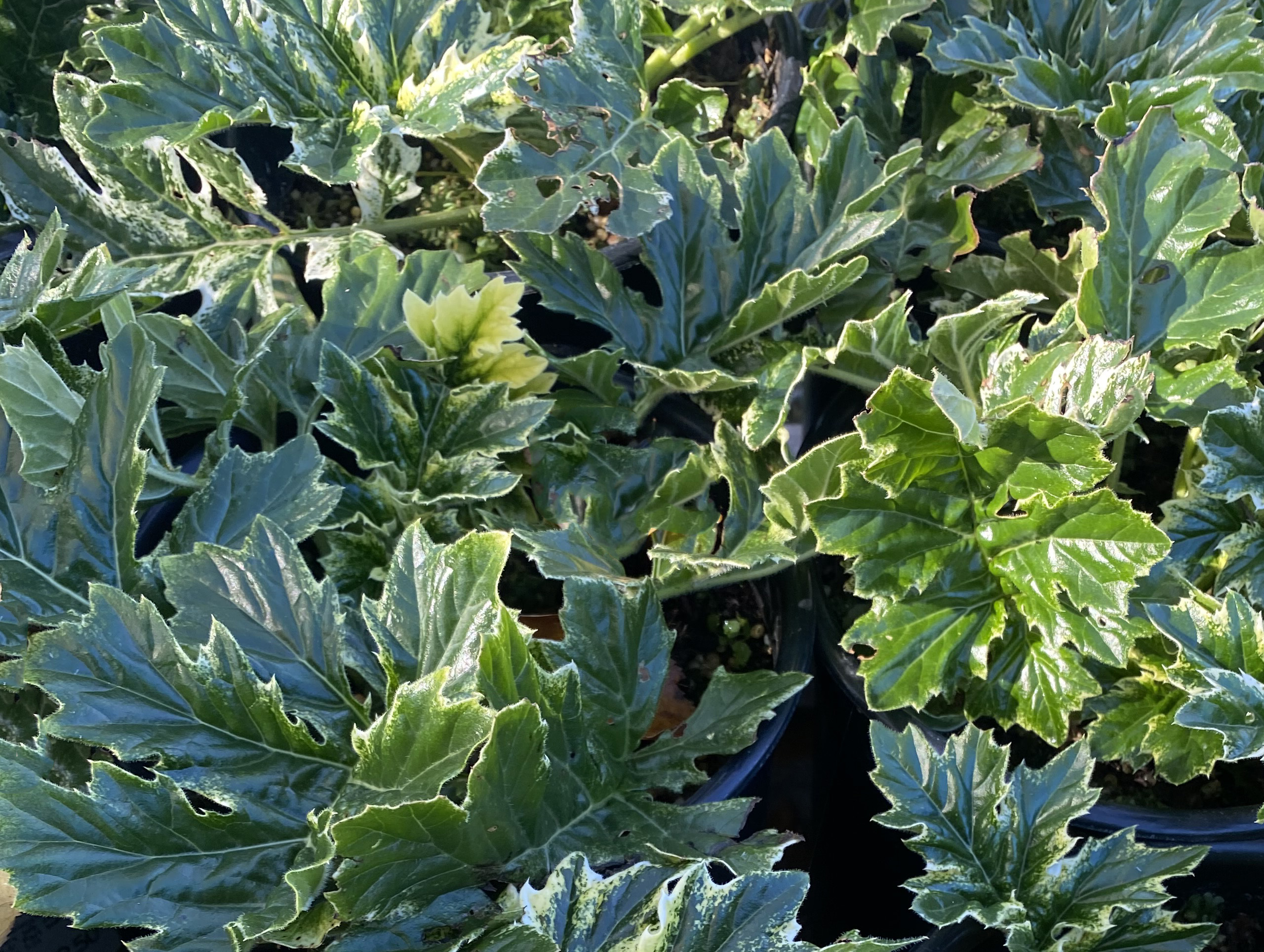 Acanthus mollis 'Tasmanian Angel' | Urban Tree Farm Nursery