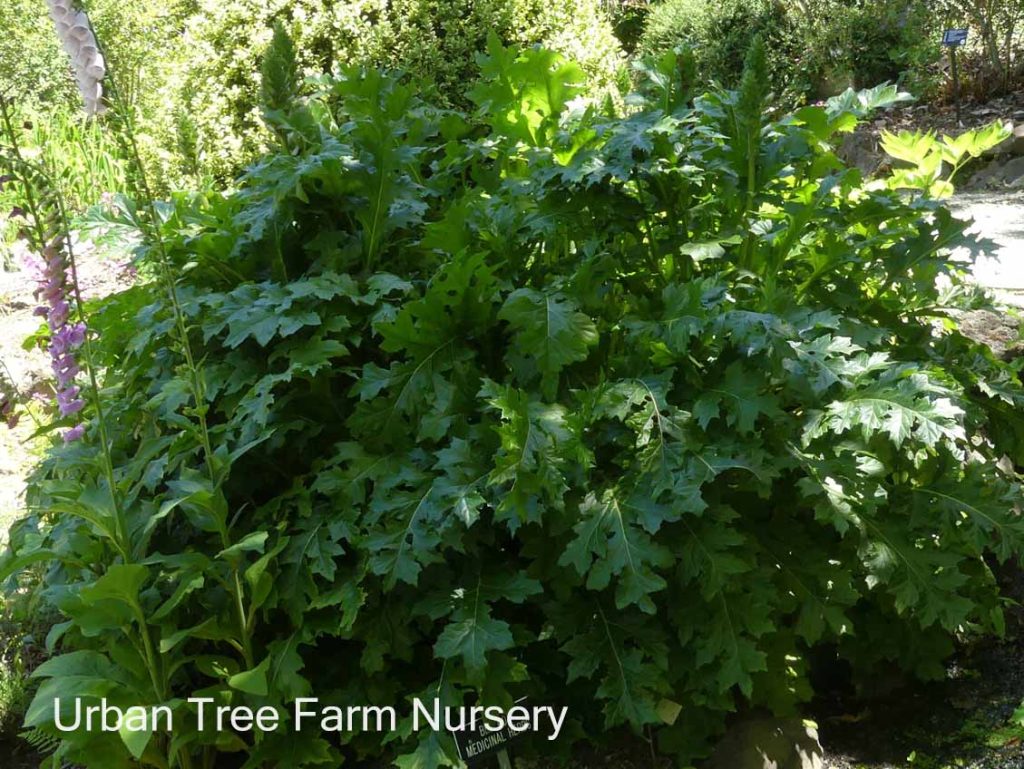 Acanthus mollis | Urban Tree Farm Nursery