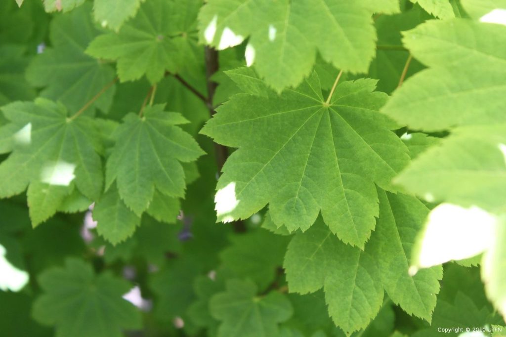 Acer circinatum | Urban Tree Farm Nursery