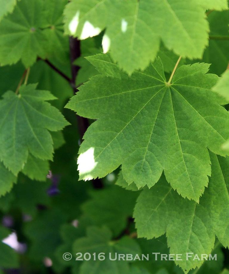 Acer circinatum | Urban Tree Farm Nursery