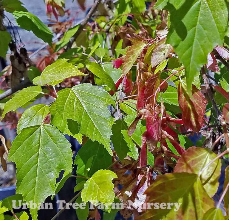 Acer ginnala 'Flame' | Urban Tree Farm Nursery